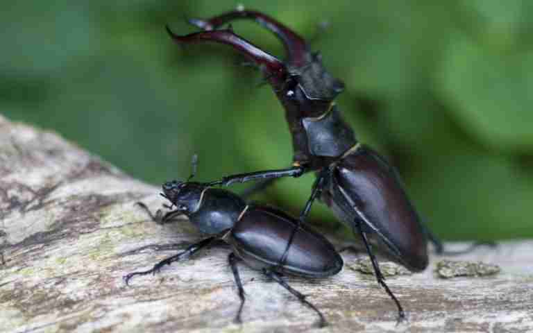 Cervo volante (Lucanus cervus). Un coleottero da proteggere