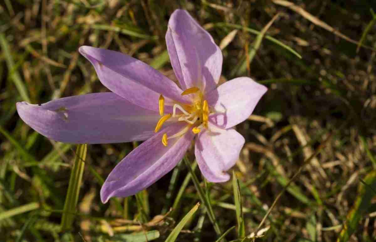 Colchico (Colchicum autumnale). Il falso zafferano velenoso