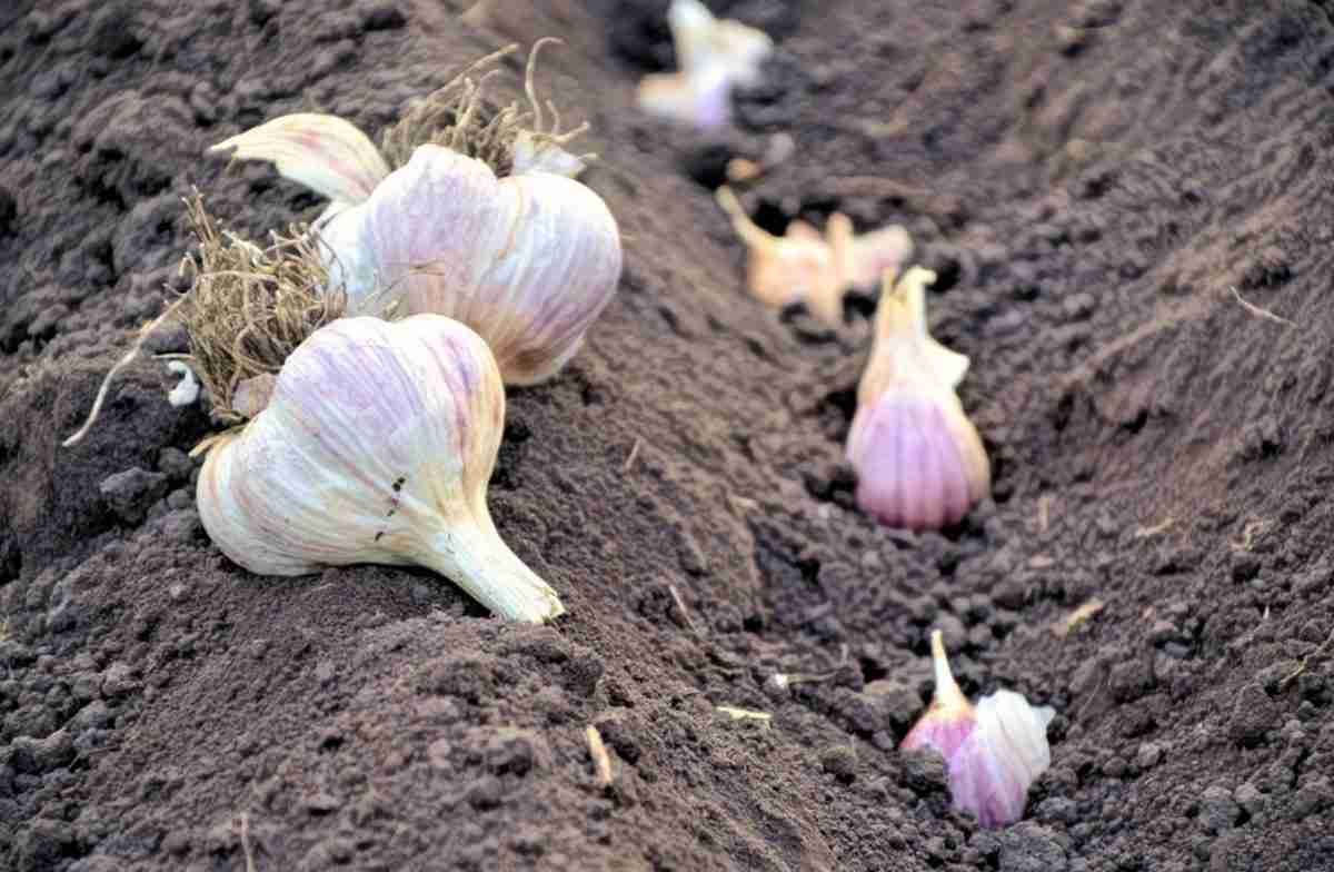 Come piantare l'aglio nell'orto e in vaso | Coltivazione Biologica