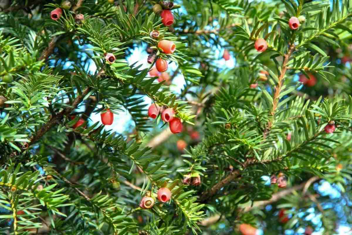 Tasso (Taxus baccata). Caratteristiche, coltivazione e tossicità