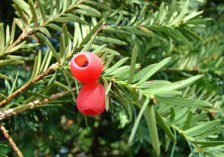 Tasso (Taxus baccata). Caratteristiche, coltivazione e tossicità