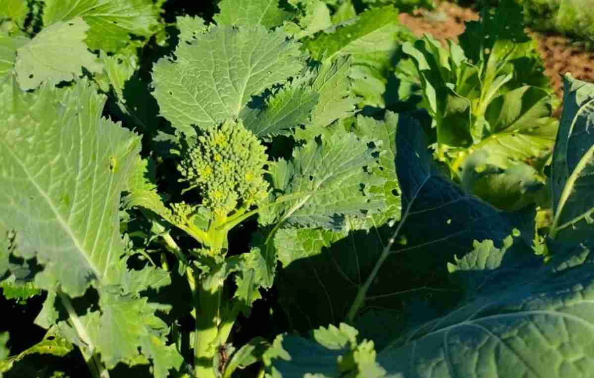 Come raccogliere le cime di rapa e avere un raccolto prolungato