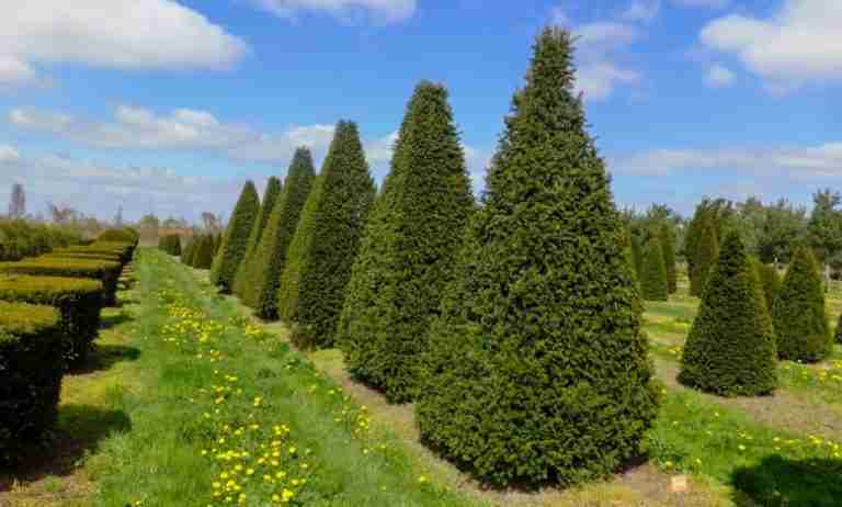 Tasso (Taxus baccata). Caratteristiche, coltivazione e tossicità