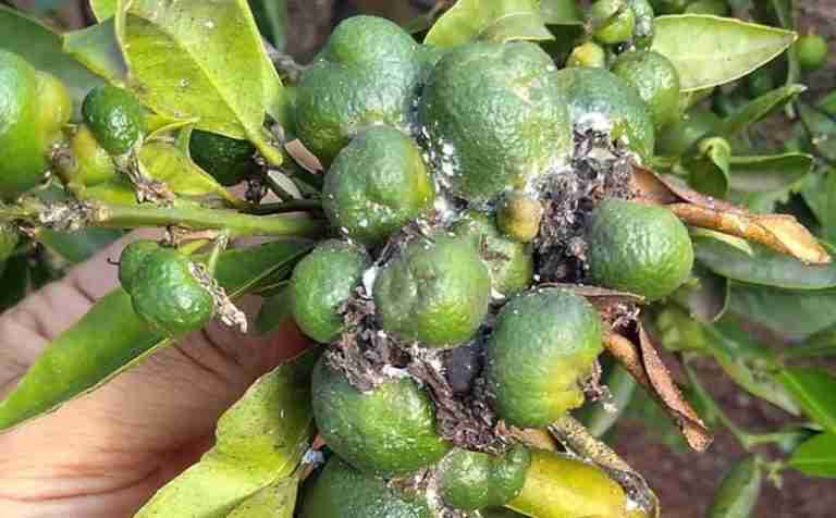 Come eliminare la cocciniglia dal limone | Coltivazione Biologica