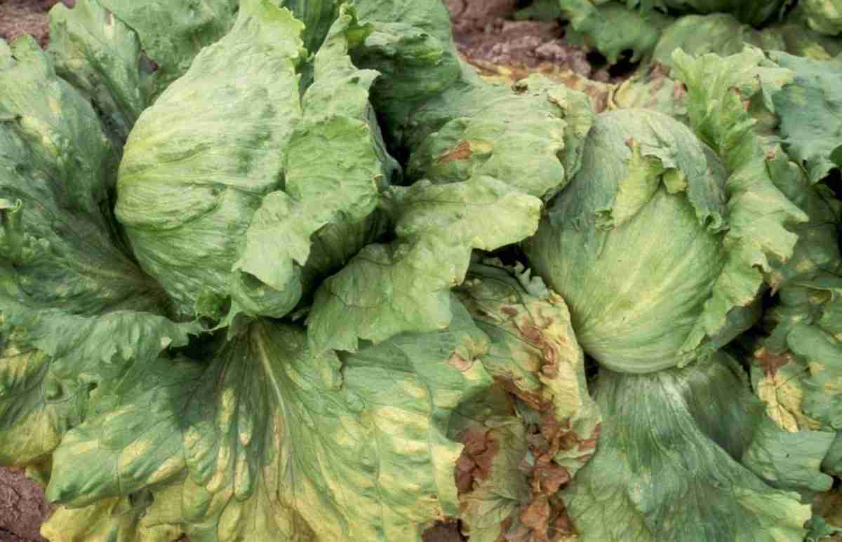 Peronospora della lattuga (Bremia lactucae). Danni e prevenzione