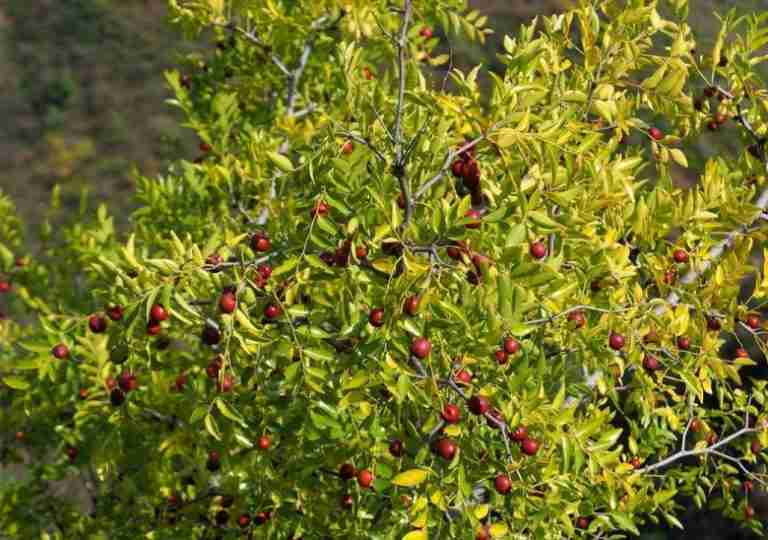 Come potare il giuggiolo | Coltivazione Biologica