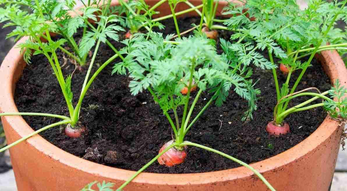 Carote in vaso: ecco come coltivarle | Coltivazione Biologica