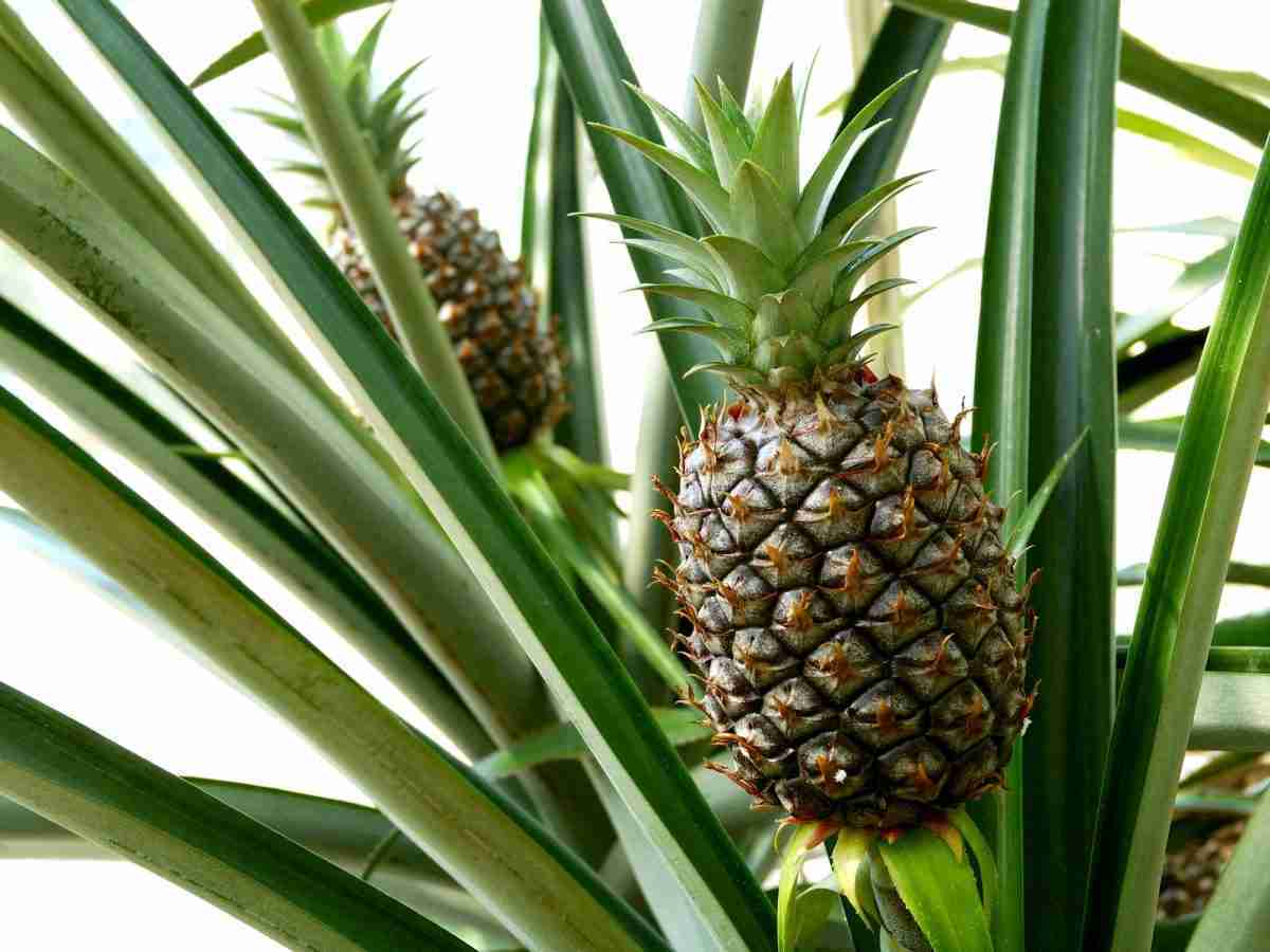 Piante d'ananas, come coltivarle in vaso | Coltivazione Biologica