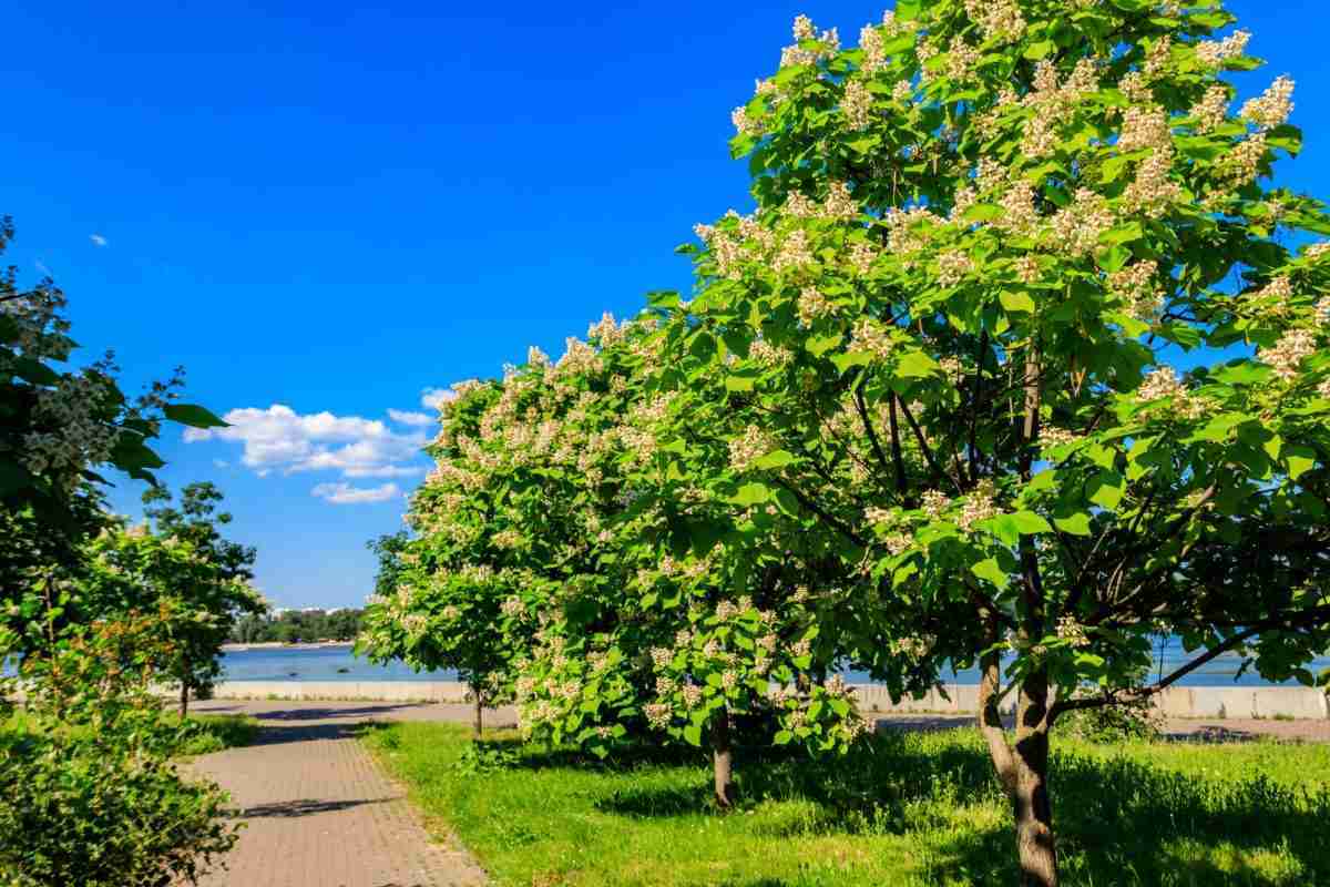Catalpa bignonioides, ecco come coltivarla | Coltivazione Biologica