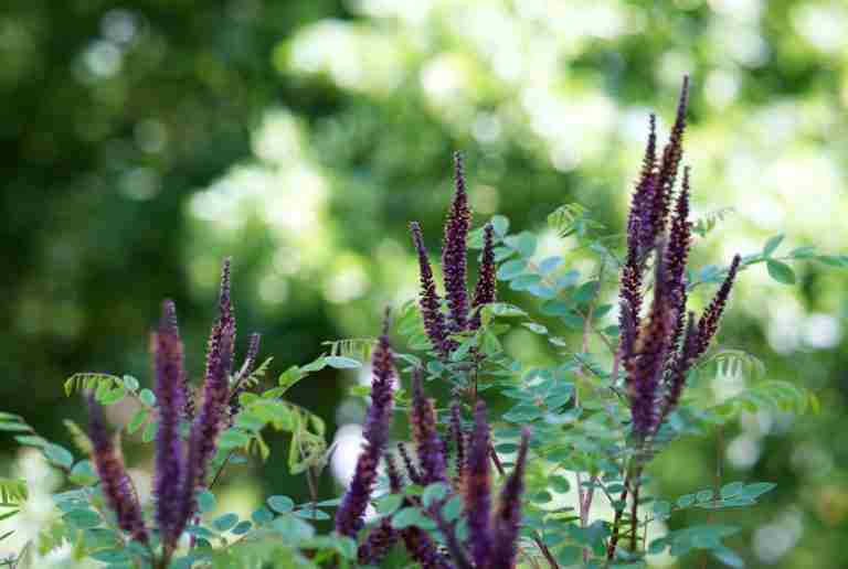 Falso indaco (Amorpha fruticosa) | Coltivazione Biologica