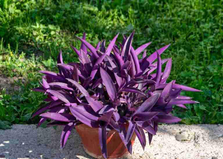 Tradescantia Pallida: come coltivarla | Coltivazione Biologica