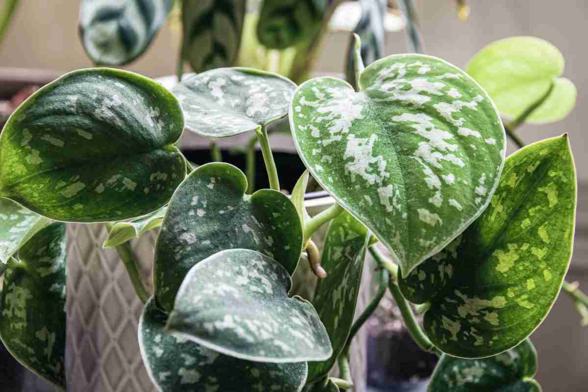 Scindapsus pictus, come coltivarlo in casa | Coltivazione Biologica