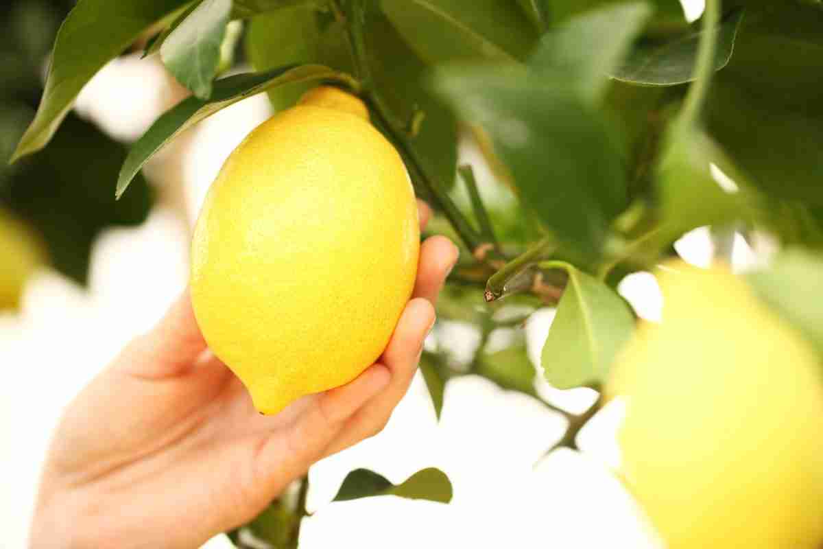 Quando raccogliere i limoni e come farlo nel modo giusto