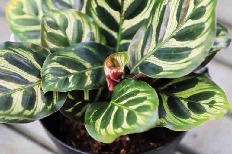 La Calathea, come si coltiva la piante che purifica l'aria di casa