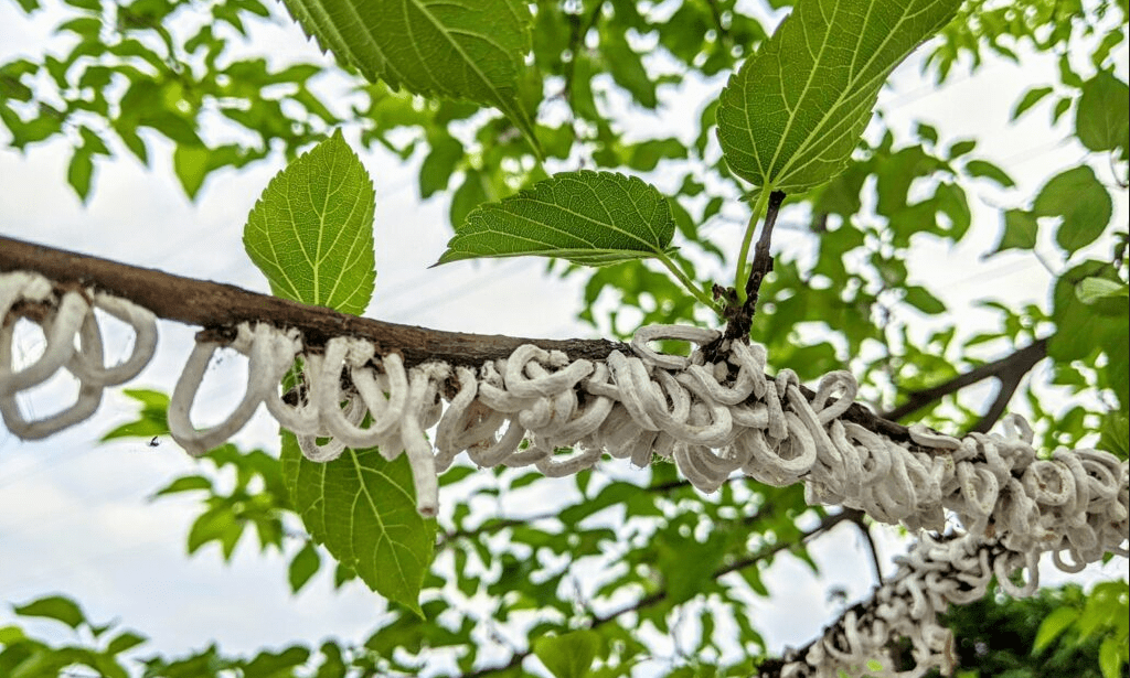 Cocciniglia Takahashia japonica, una nuova minaccia per gli alberi