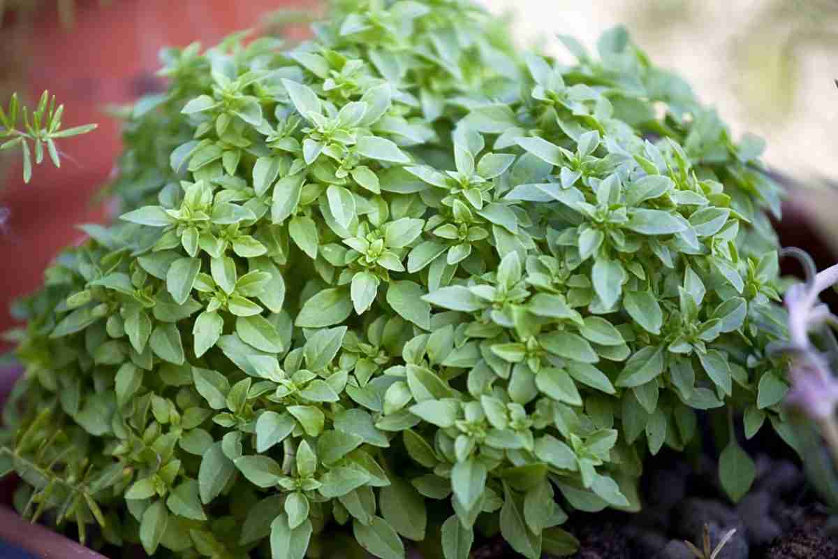 Come coltivare il basilico greco nell'orto o nei vasi