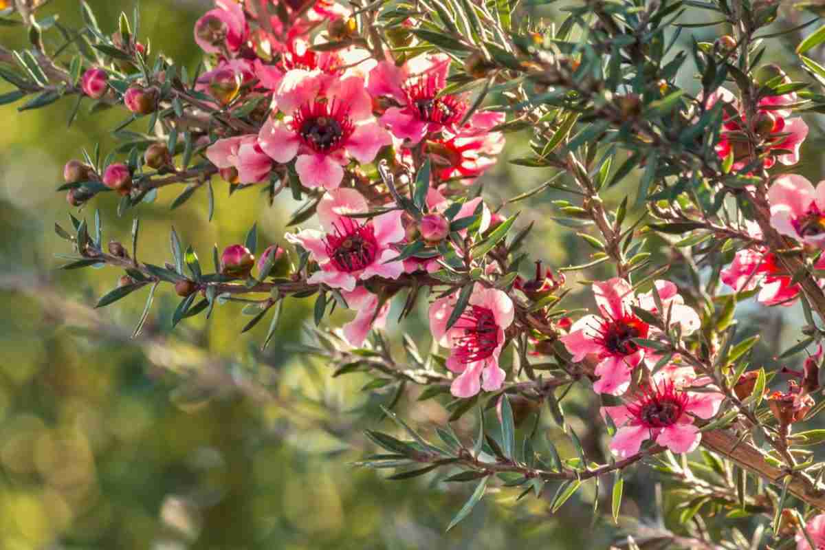 La pianta di manuka, come coltivarla in giardino o in vaso