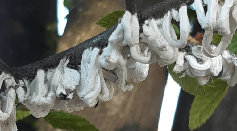 Cocciniglia Takahashia japonica, una nuova minaccia per gli alberi