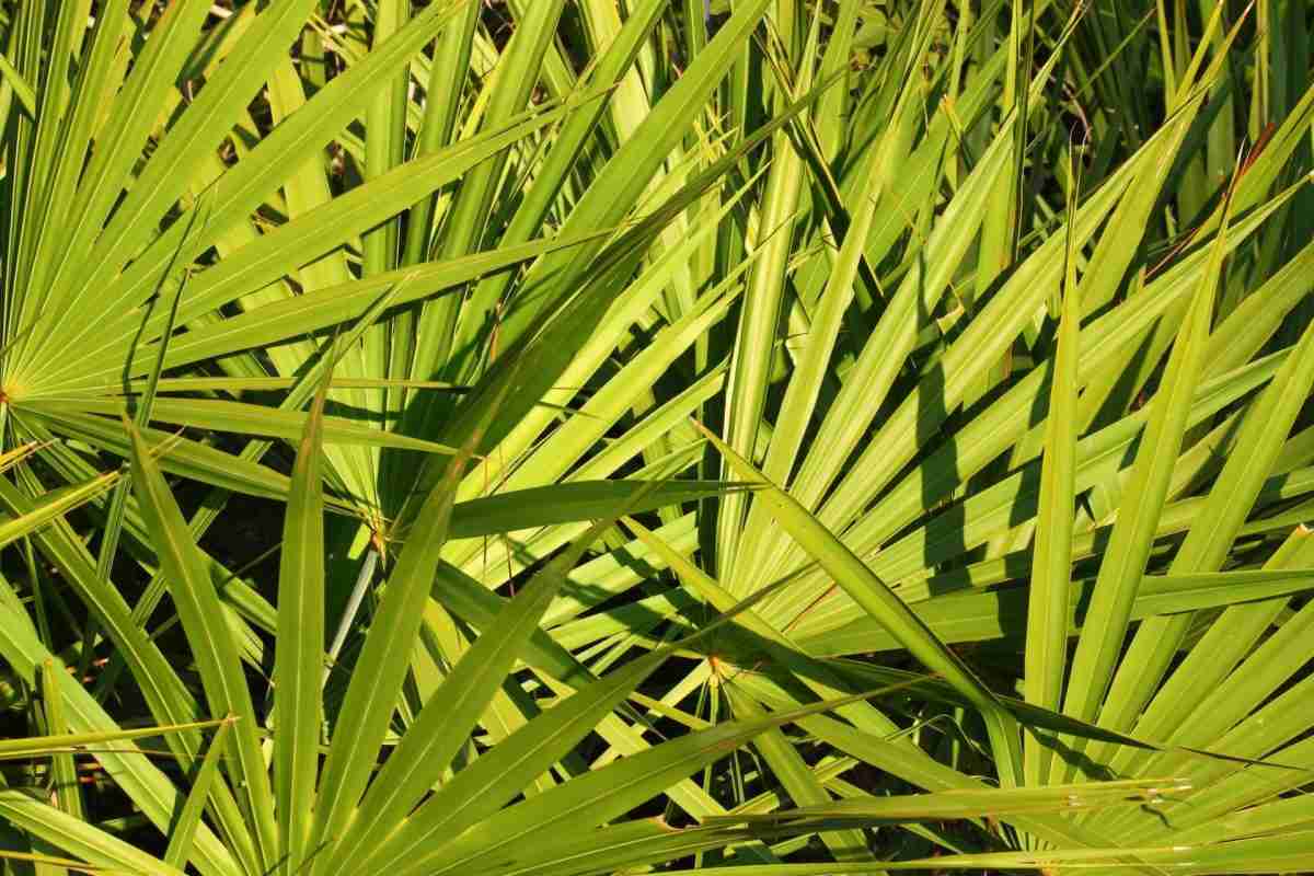 Serenoa repens o saw palmetto: proprietà benefiche e usi