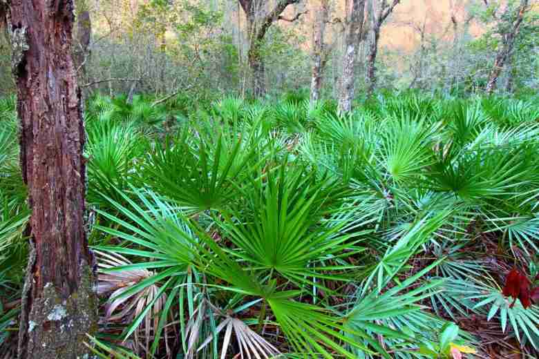 Serenoa repens o saw palmetto: proprietà benefiche e usi