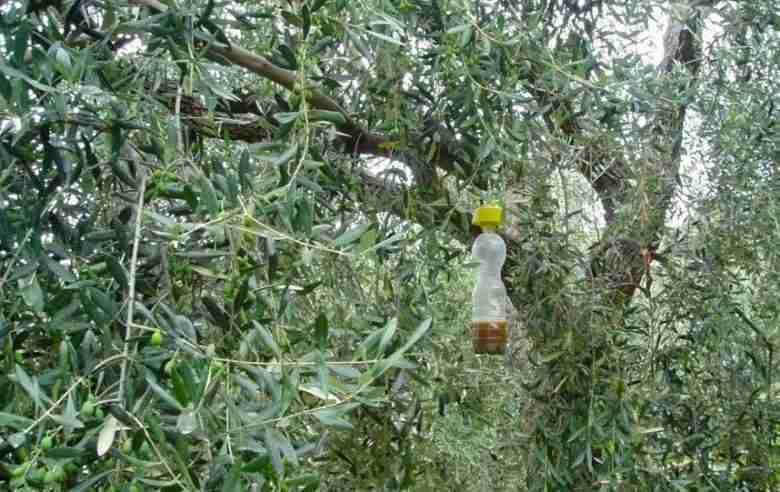 Come eliminare la mosca dell'olivo con le trappole alimentari