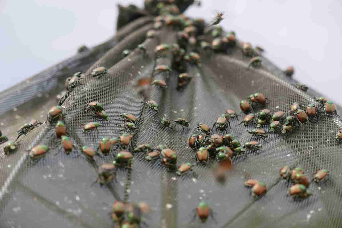 Come funzionano le trappole per catturare la Popillia japonica ...