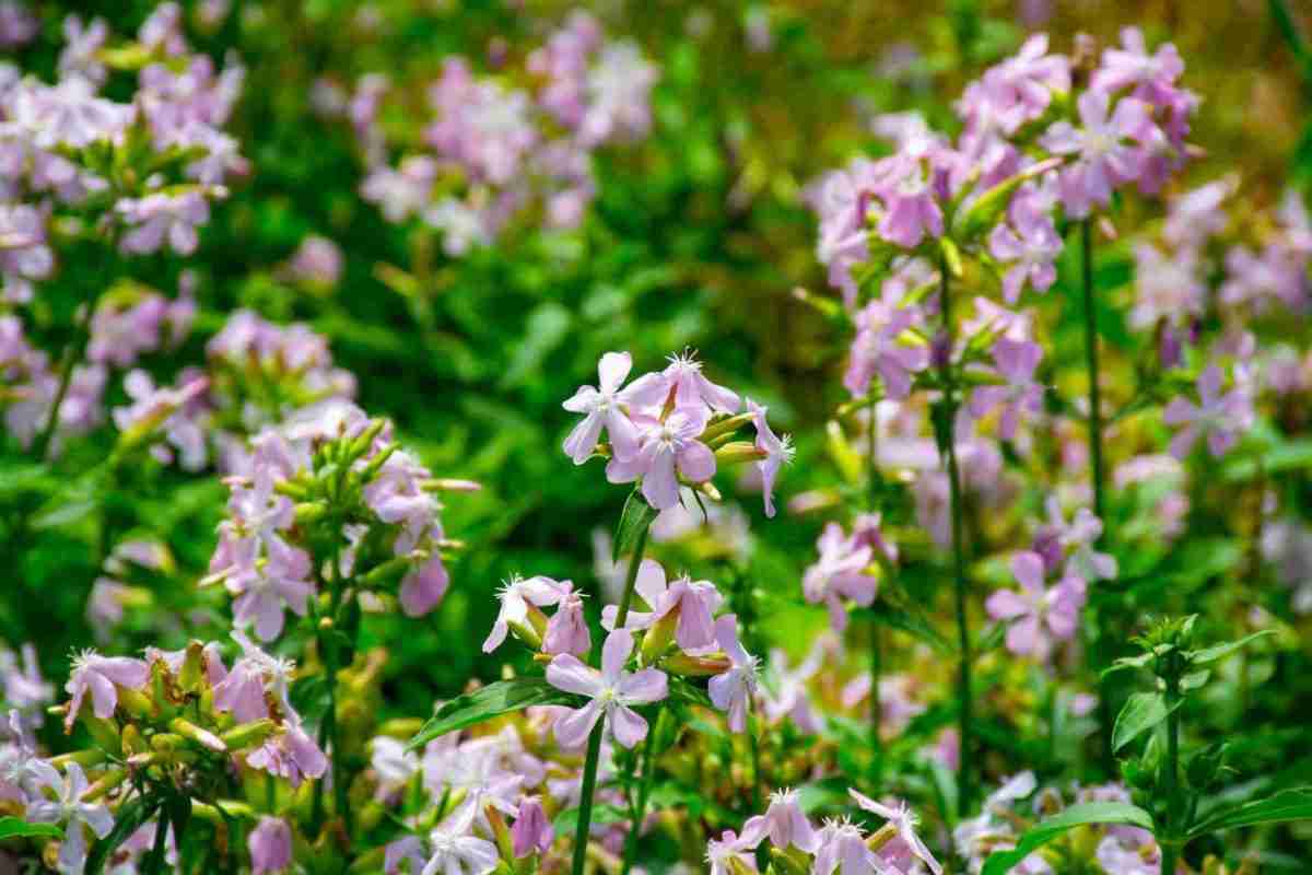 Saponaria officinalis: caratteristiche e usi | Coltivazione Biologica