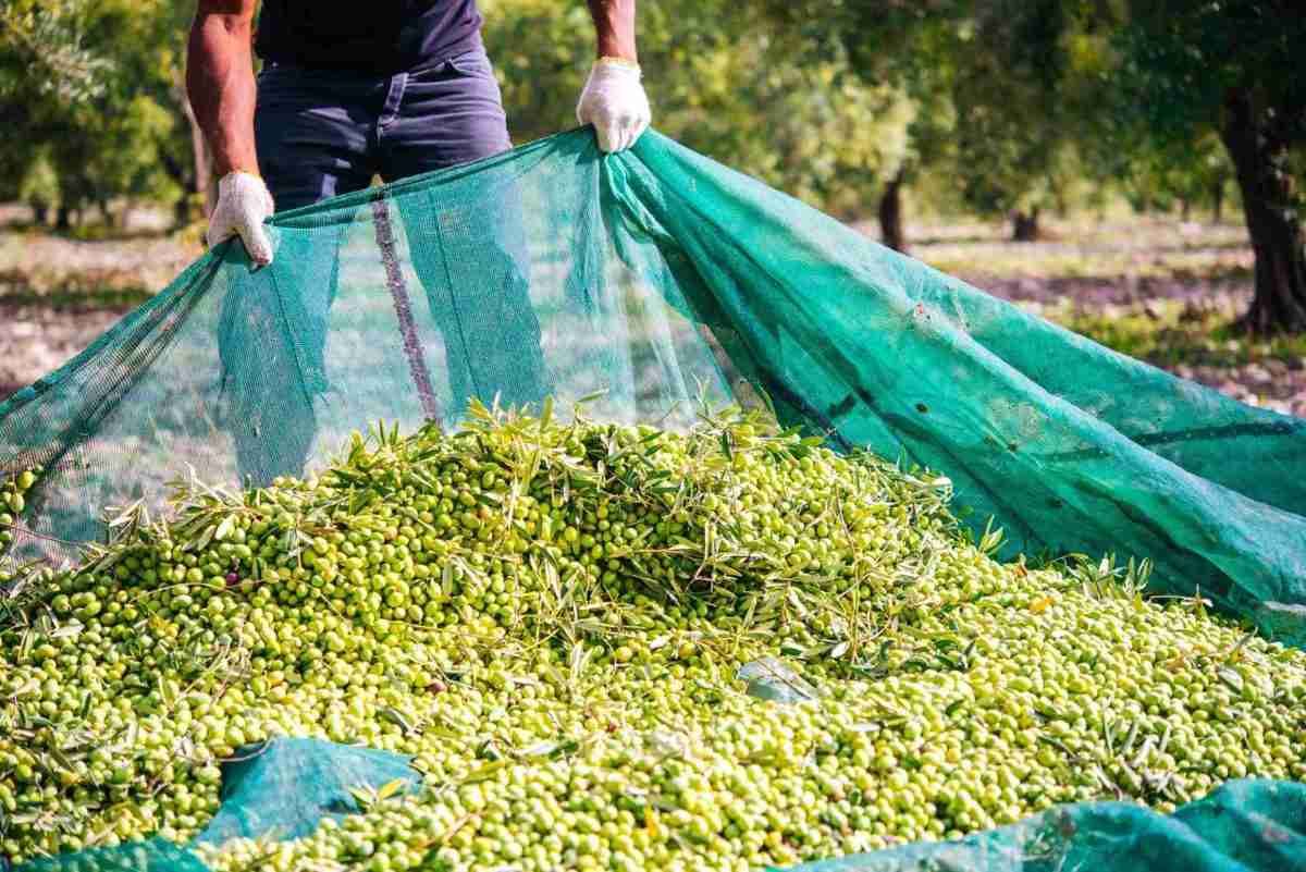 Come scegliere le reti per la raccolta delle olive | Coltivazione Biologica
