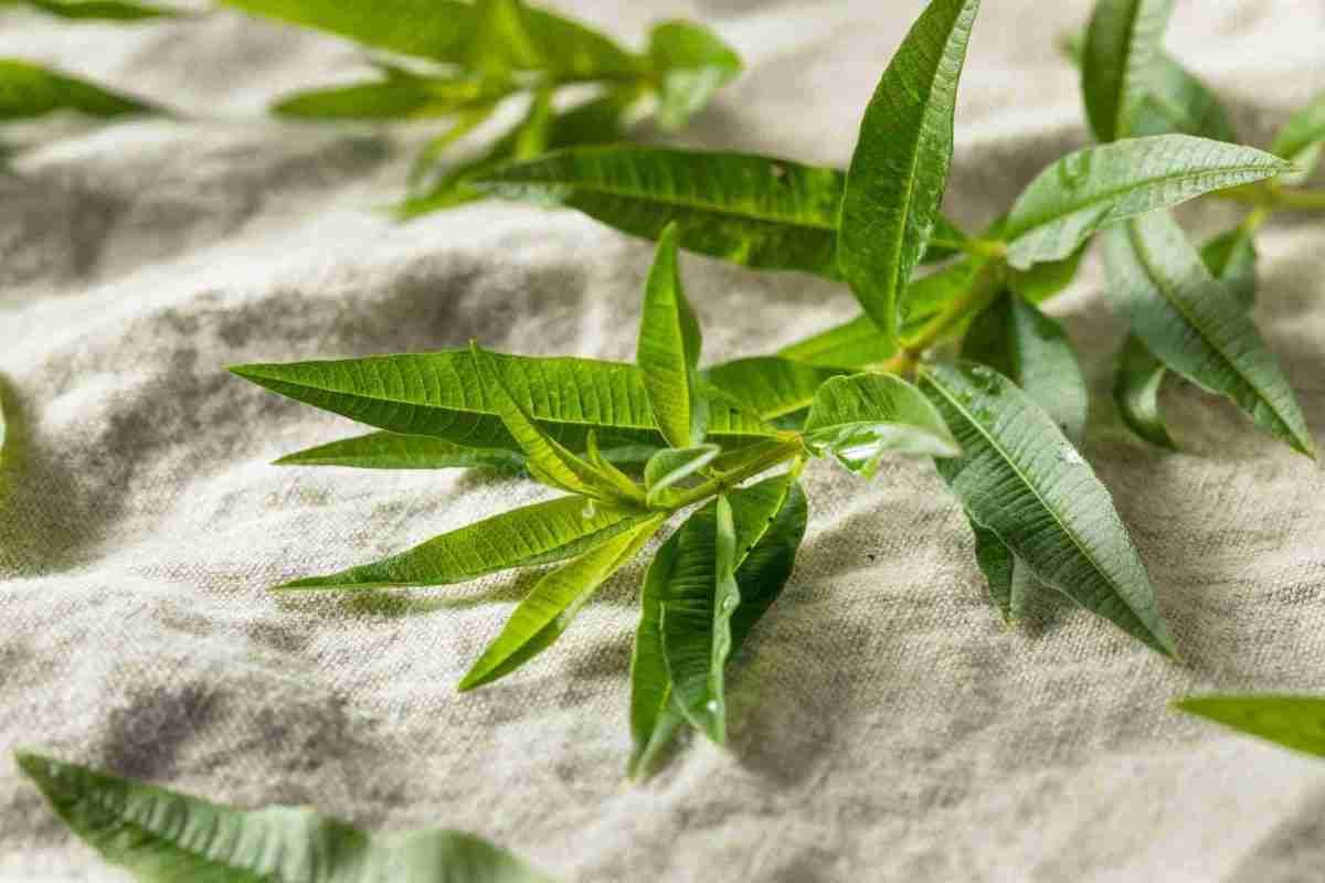 Come fare una talea di erba Luigia | Coltivazione Biologica