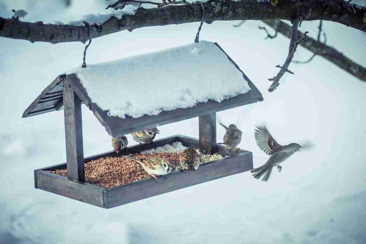 Come aiutare gli uccellini a sopravvivere in inverno | Coltivazione ...