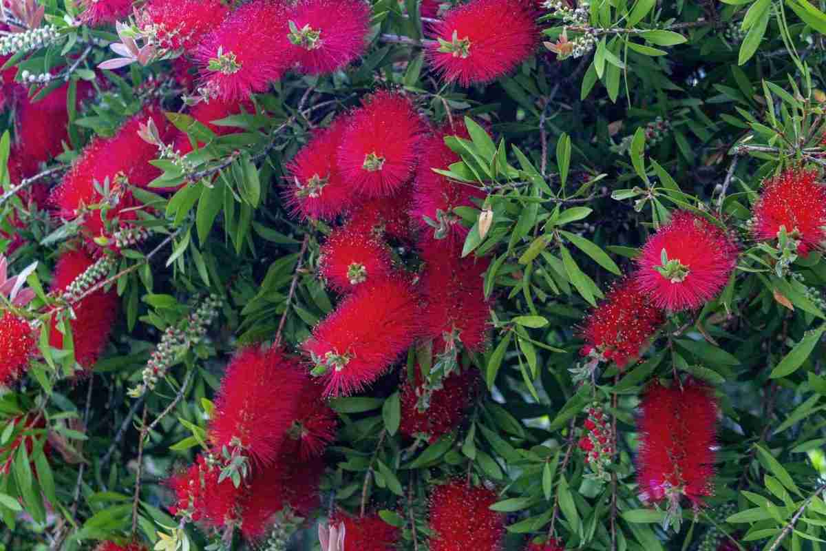 Come fare una talea di callistemon | Coltivazione Biologica