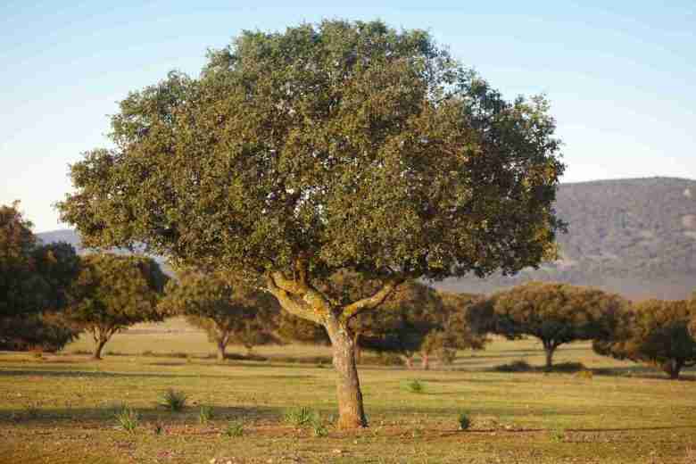 Il leccio (Quercus ilex): caratteristiche e usi | Coltivazione Biologica