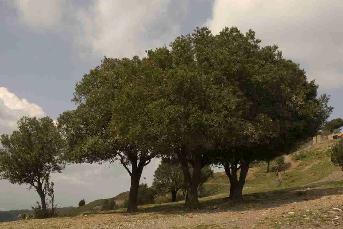Il leccio (Quercus ilex): caratteristiche e usi | Coltivazione Biologica