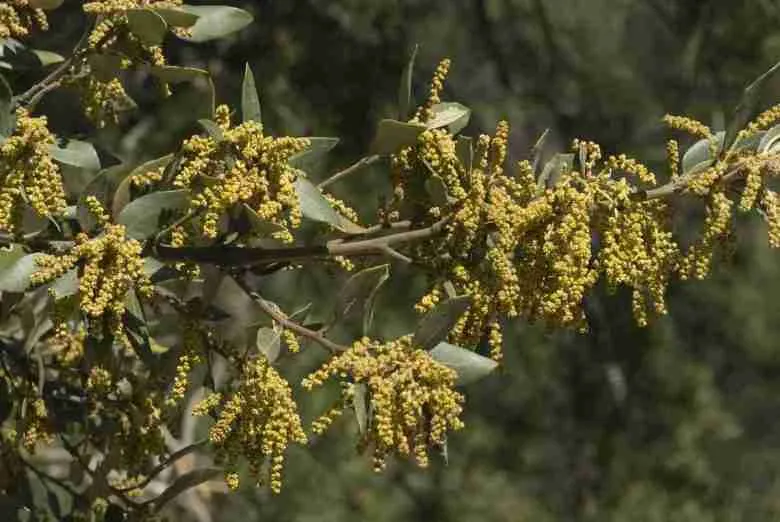 Il leccio (Quercus ilex): caratteristiche e usi | Coltivazione Biologica