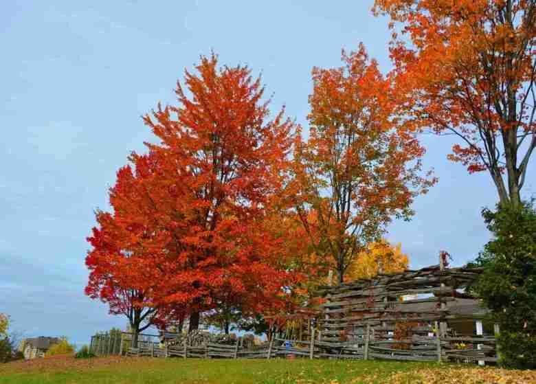 Liquidambar, caratteristiche botaniche e coltivazione | Coltivazione ...