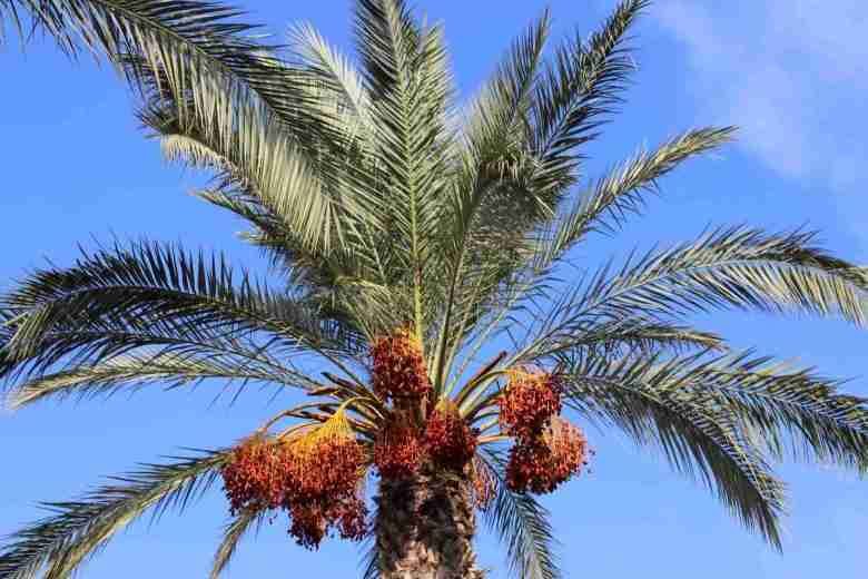 Datteri: dalla palma alla tavola, tesoro nutrizionale e benessere ...