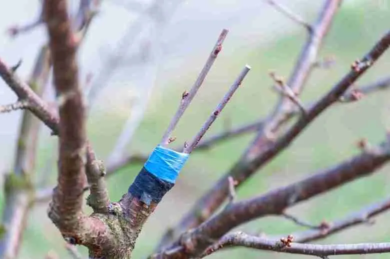 Innesto: finalità e condizioni per la riuscita | Coltivazione Biologica