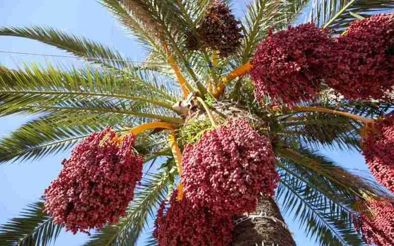 Datteri: dalla palma alla tavola, tesoro nutrizionale e benessere ...