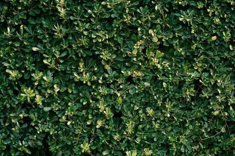 5 piante per creare velocemente una siepe rigogliosa | Coltivazione ...
