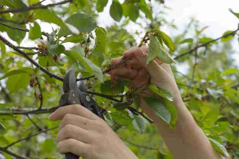 Come coltivare il ciliegio a fusetto | Coltivazione Biologica