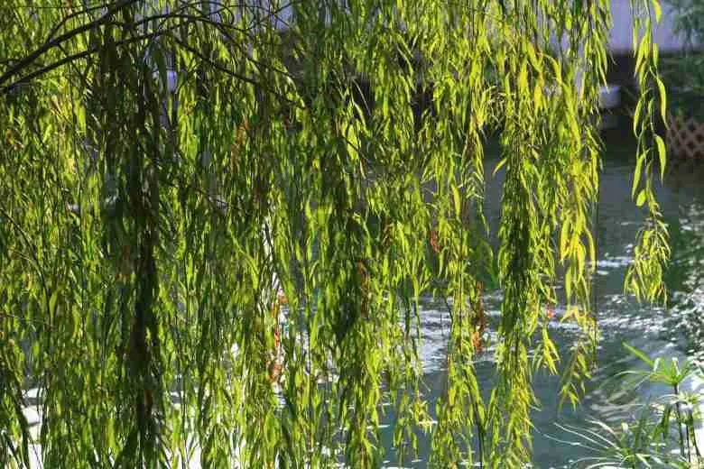 Salice piangente: caratteristiche e coltivazione | Coltivazione Biologica