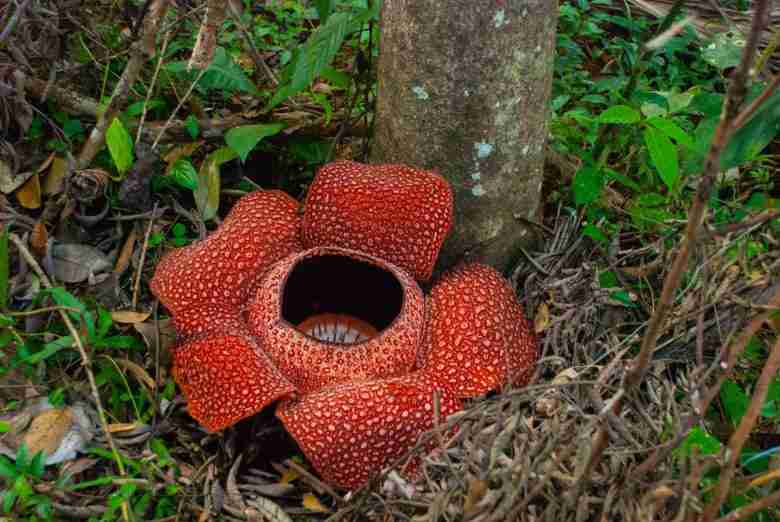 Rafflesia: la "pianta cadavere" col fiore più grande al mondo ...