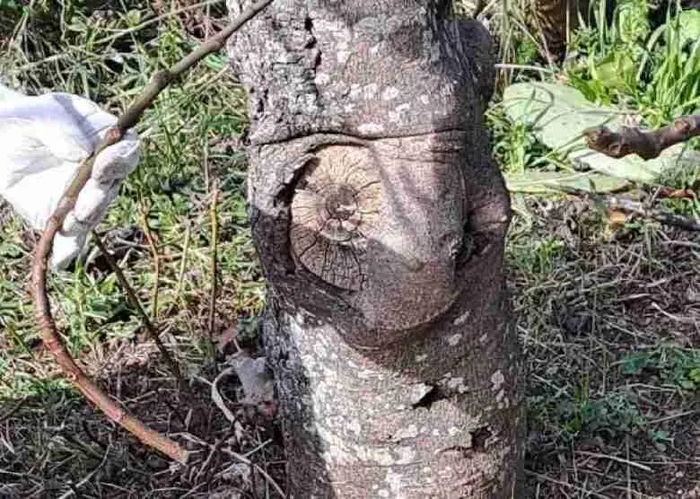 Come e quando fare una talea di fico | Coltivazione Biologica