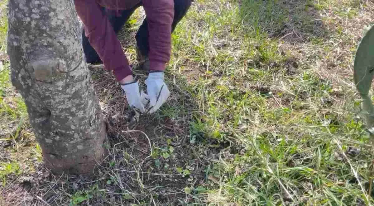 Come e quando fare una talea di fico | Coltivazione Biologica