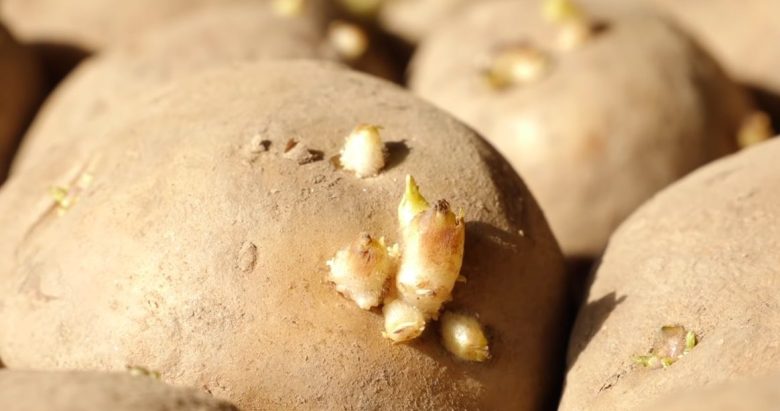 Come e quando seminare le patate nell'orto | Coltivazione Biologica